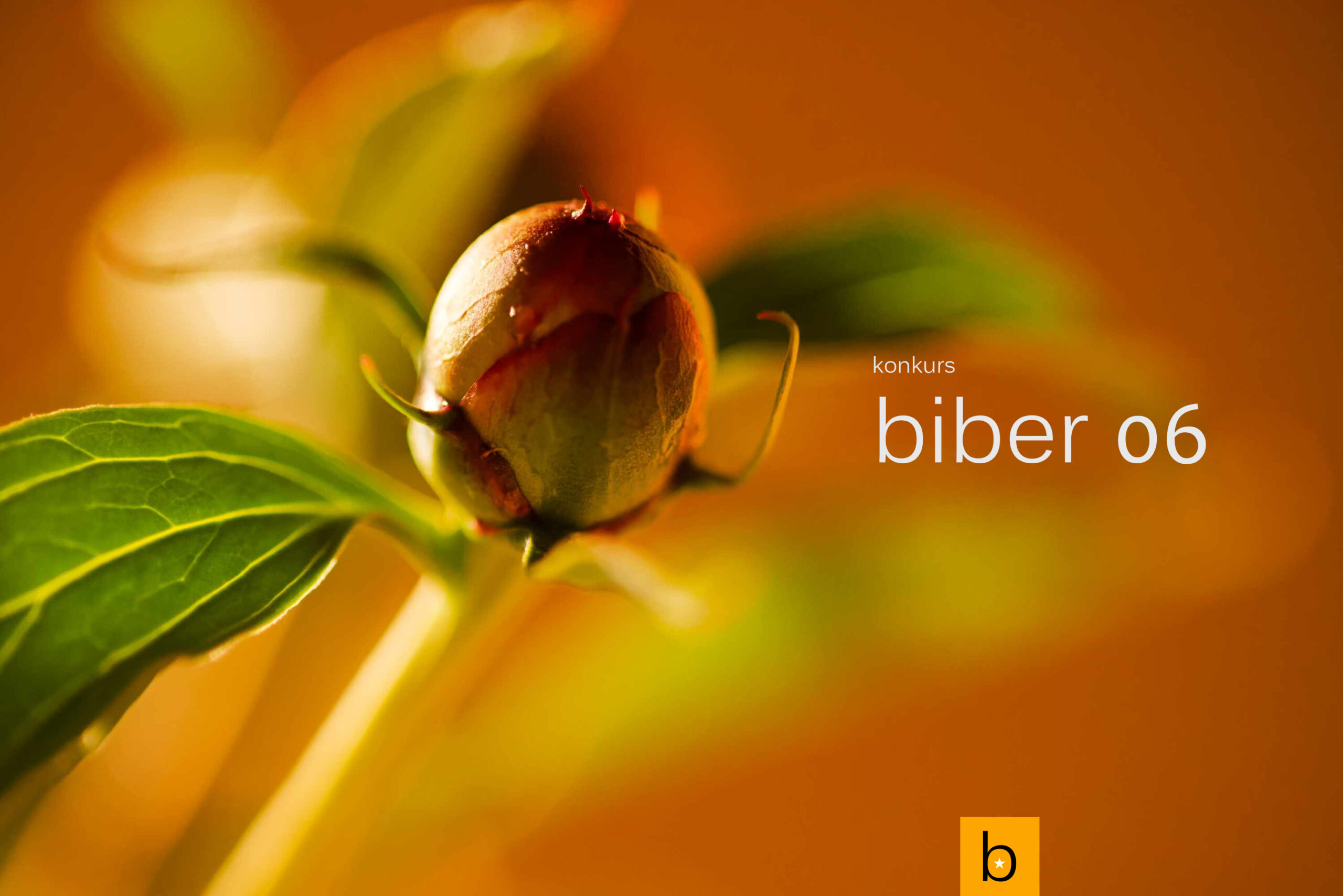 Results of the Sixth Biber Short Story Contest - Biber